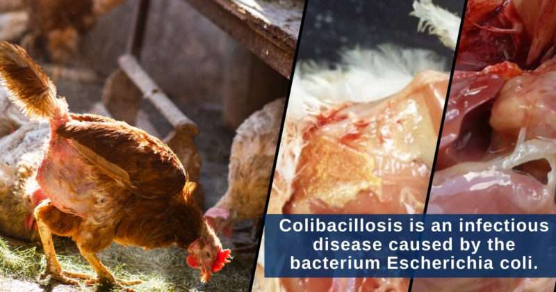 COLIBACILLOSIS (E. coli infection) - PVS Labs